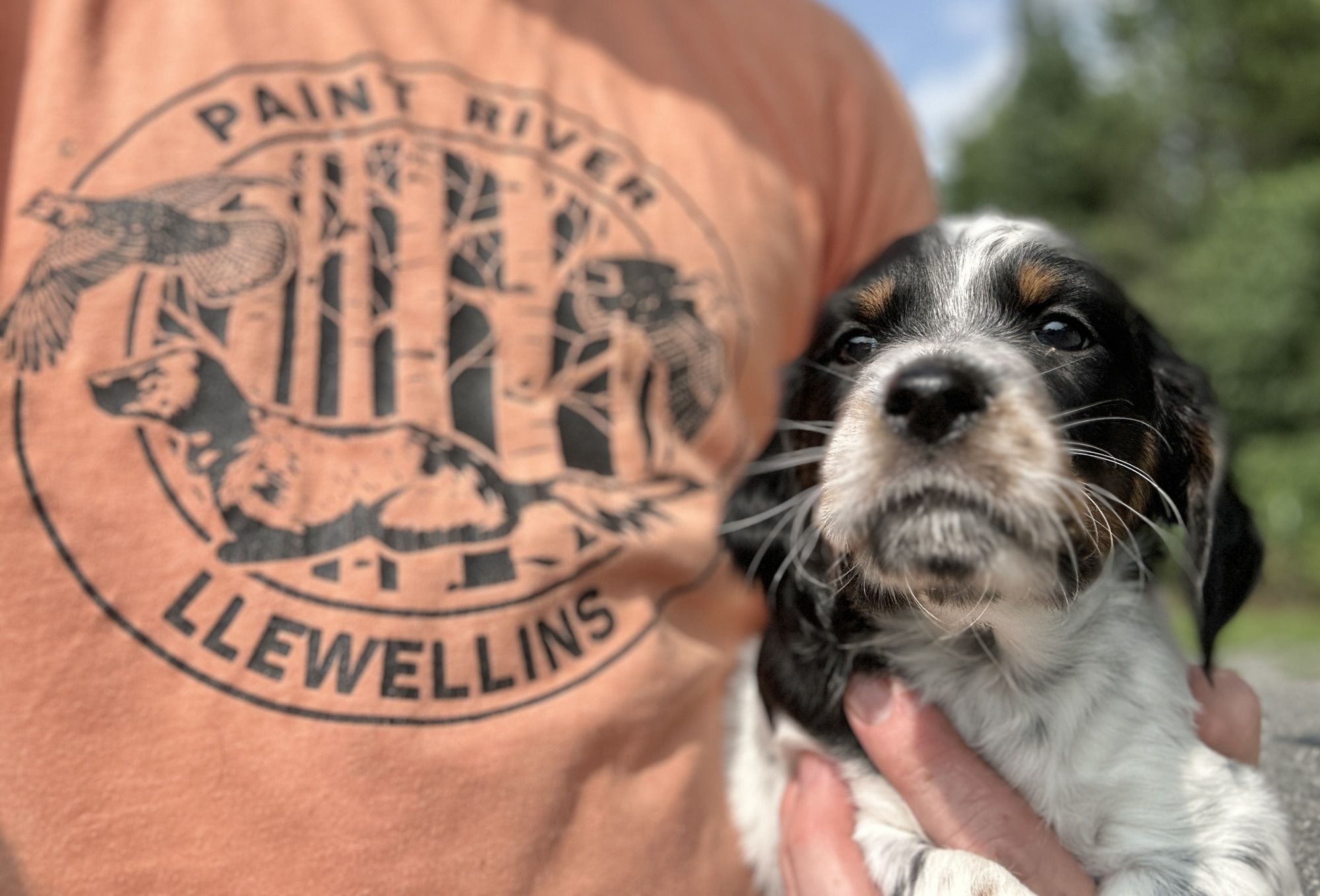 Two males still available – PAINT RIVER SETTERS